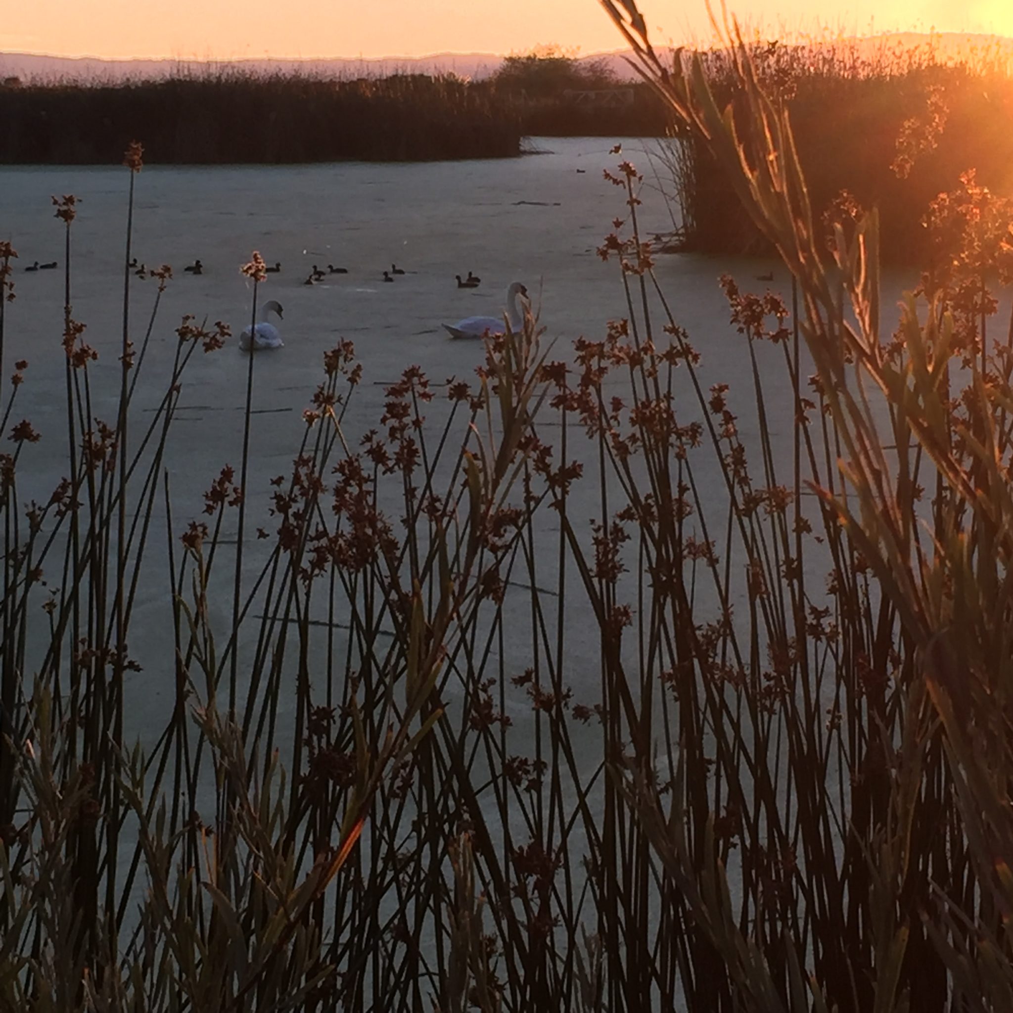 The Meadows | Braid Mission